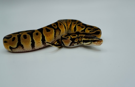 Pastel Asphalt 50% Het Piebald Ball Python by Mountain Man Constrictors LLC
