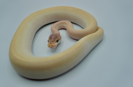 Super Mojave Super Spark Ball Python by Mountain Man Constrictors LLC