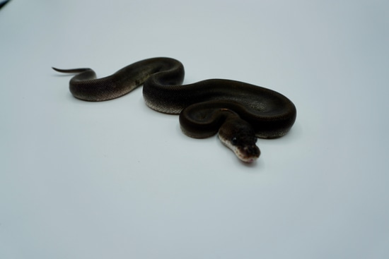 Urban Camo Ball Python by Mountain Man Constrictors LLC