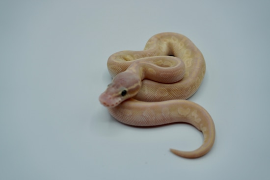 Pastel Crystal 50% Het Monsoon Ball Python by Mountain Man Constrictors LLC