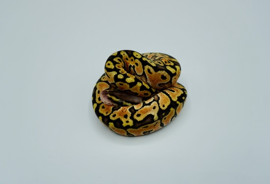 Pastel Special 50% Het Monsoon Ball Python by Mountain Man Constrictors LLC