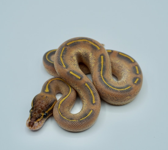 Highway 50% Het Piebald Ball Python by Mountain Man Constrictors LLC
