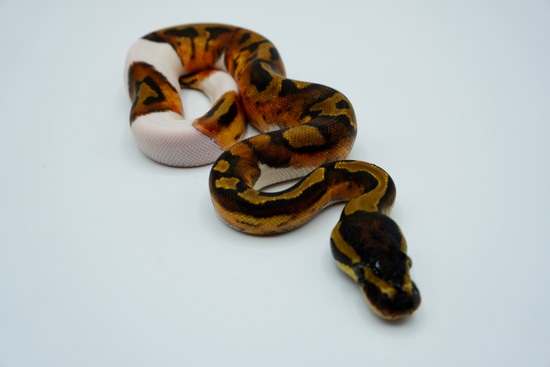 Pumpkin Pied Ball Python by Mountain Man Constrictors LLC