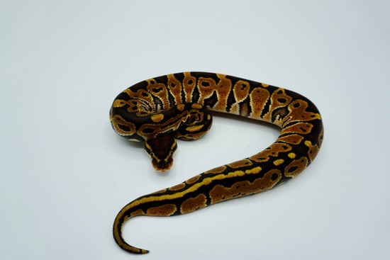 Special 50% Het Monsoon Ball Python by Mountain Man Constrictors LLC