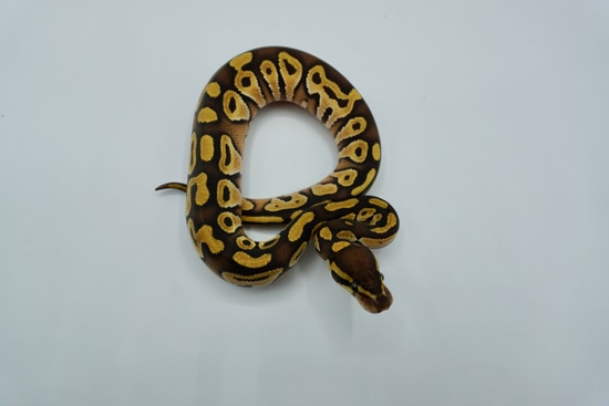 Pastave 50% Het Monsoon Ball Python by Mountain Man Constrictors LLC