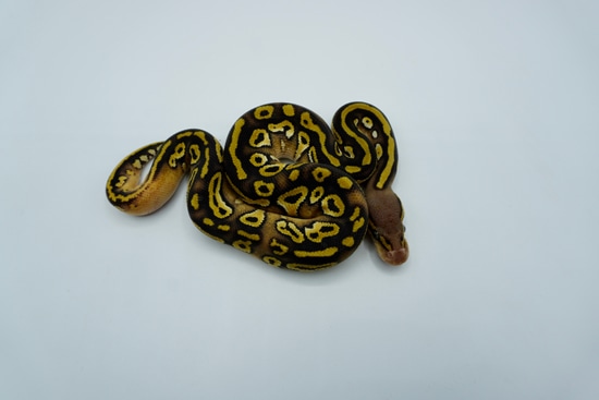 Pastave Het Piebald 50% Het Monsoon Ball Python by Mountain Man Constrictors LLC