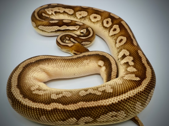 Pastel Mojave Asphalt Het Pied Ball Python by Mountain Man Constrictors LLC