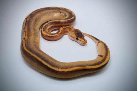 Champagne Cinnamon Sandblast Het Piebald Ball Python by Mountain Man ...