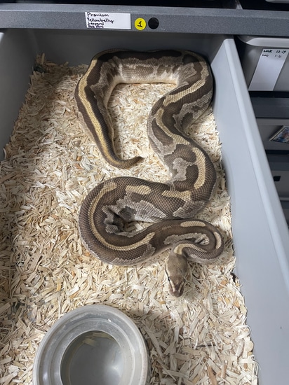 Phantom Leopard Yellow Belly Fire Ball Python by Mountain Man ...