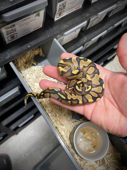 Fire Phantom Gravel/Yellow Belly 50% Het Piebald Ball Python by Mountain Man Constrictors LLC