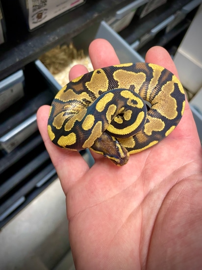 Fire Phantom Gravel/Yellow Belly 50% Het Piebald Ball Python by ...