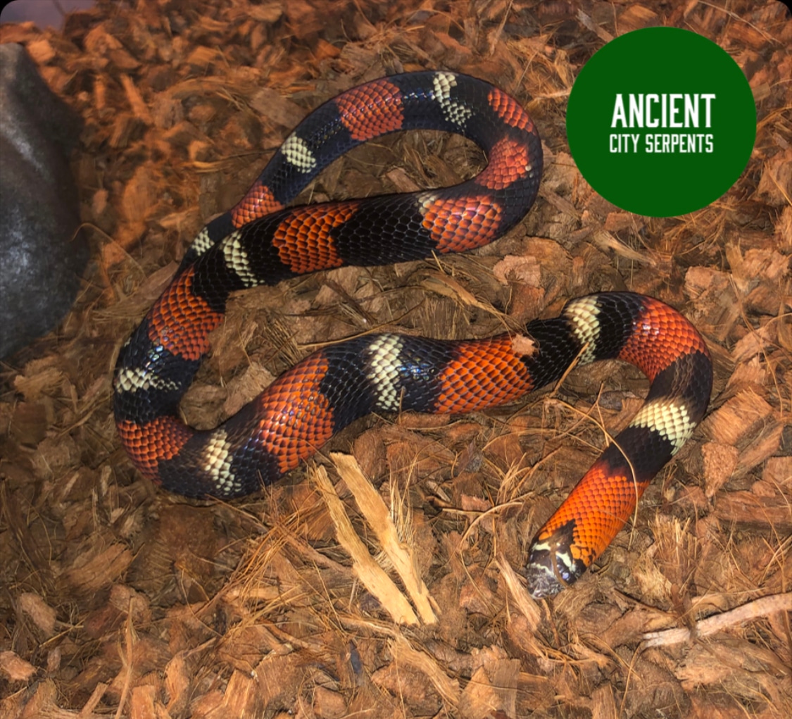 Tri-color Hognose by Ancient City Serpents - MorphMarket