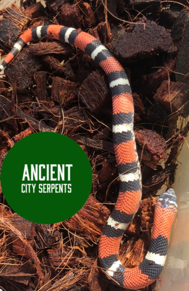 Snake Tri-color Hognose by Ancient City Serpents - MorphMarket