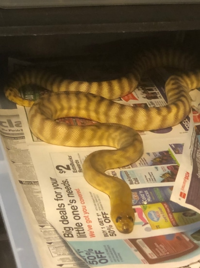 Pair Of Woma Pythons by Ancient City Serpents
