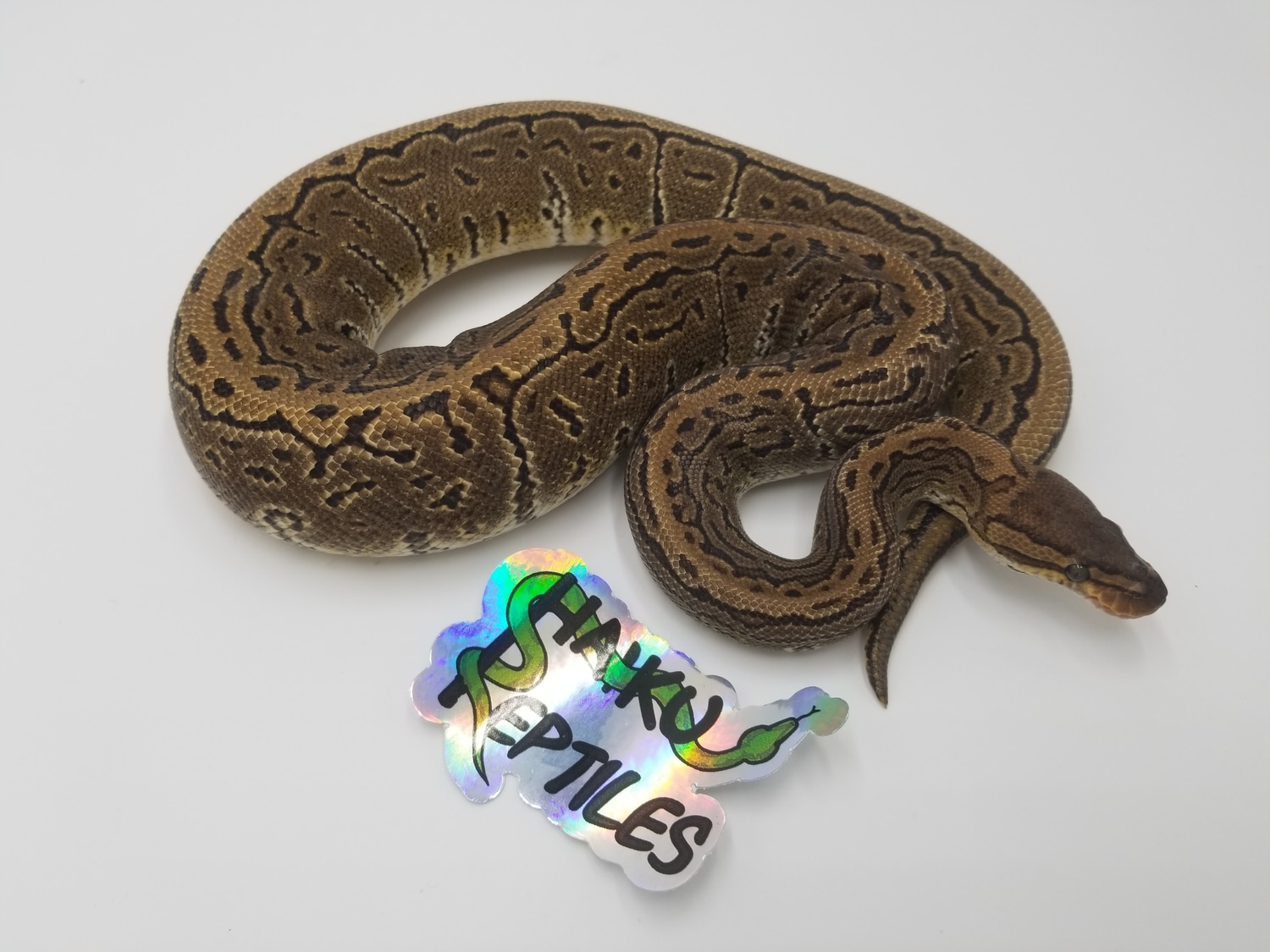 Pinstripe Trick Ball Python by Haiku Reptiles - MorphMarket