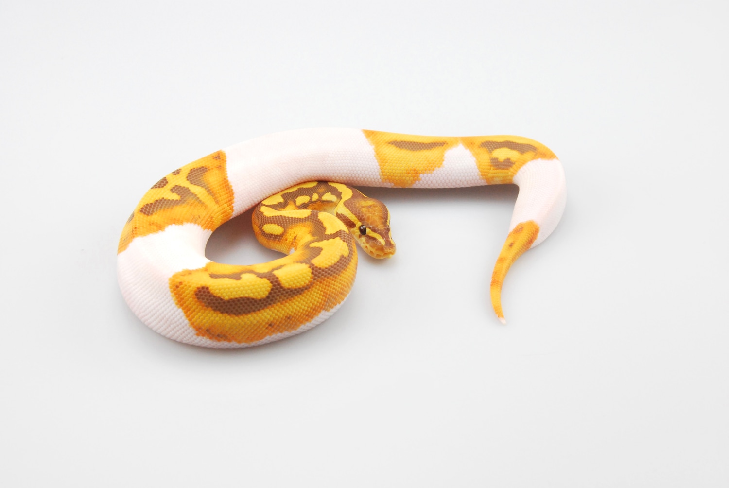 Ultramel Piebald Ball Python by Morph Solutions Exotics - MorphMarket