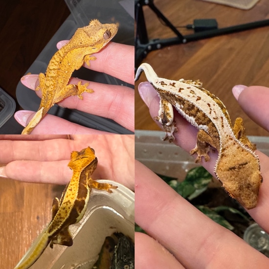 Wholesale 3 Pack Crested Gecko by Halcyon Exotics