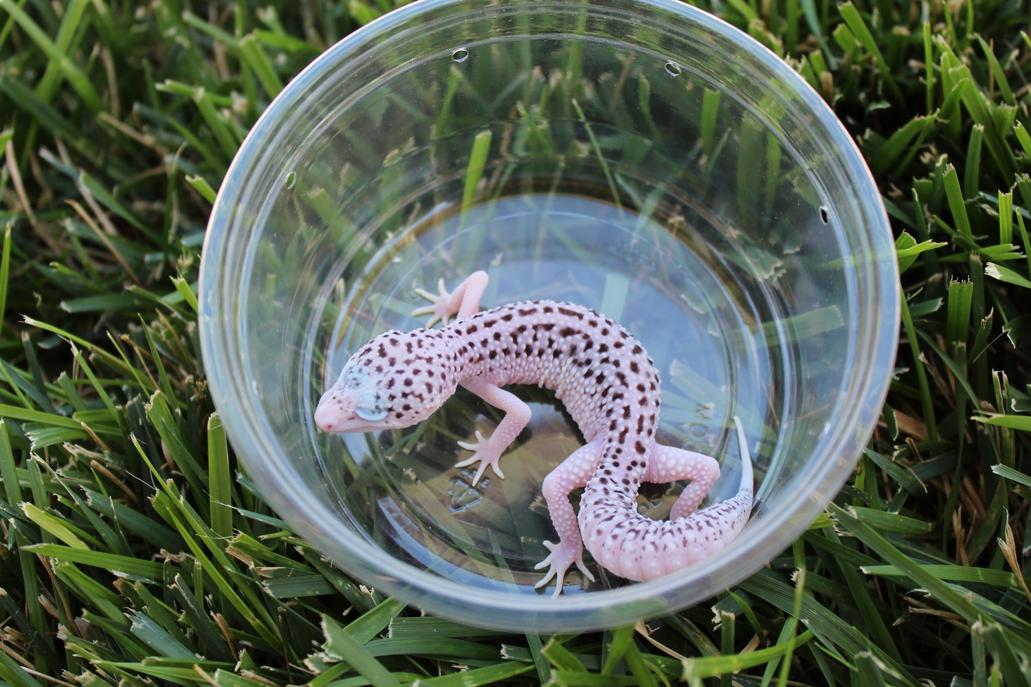 TSM Super Snow Eclipse Het Tremper Leopard Gecko by Halcyon Geckos ...