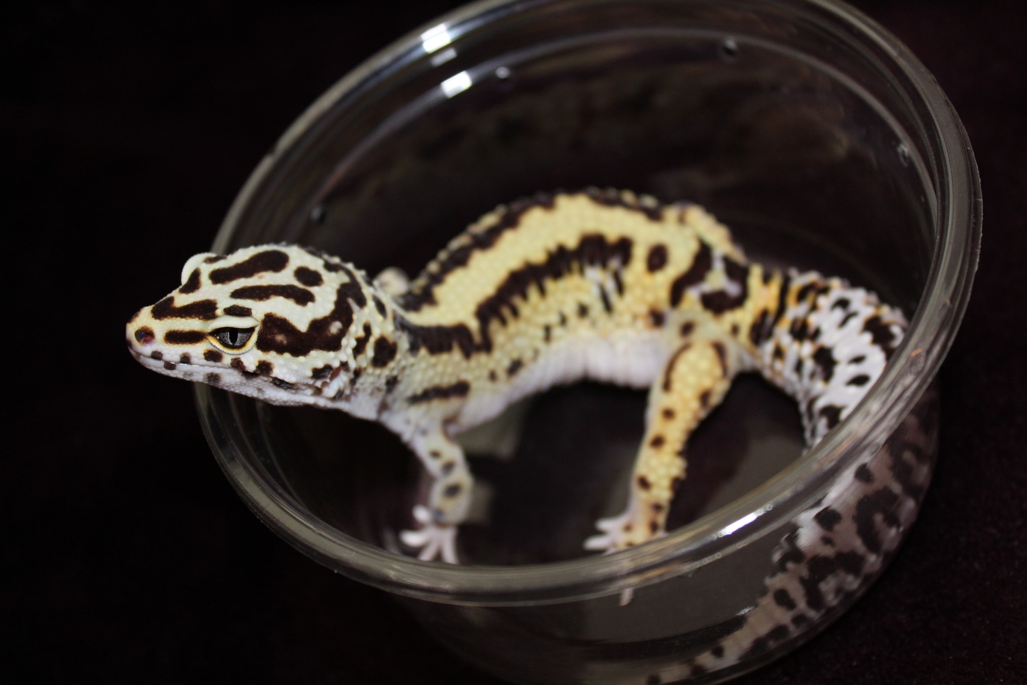 Bold Stripe Leopard Gecko by Halcyon Geckos - MorphMarket