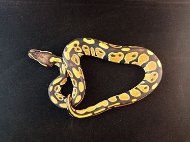 Orange Dream Wookie Ball Python by Hall's Balls & Exotics