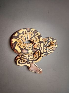Citrus Pastel Ball Python by Hall's Balls & Exotics - MorphMarket