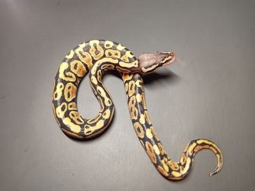 Citrus Pastel Ball Python by Hall's Balls & Exotics - MorphMarket