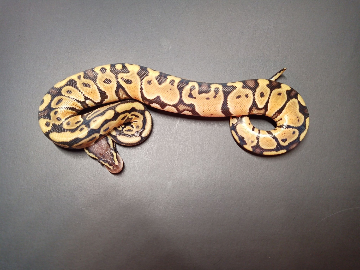 Citrus Pastel Ball Python by Hall's Balls & Exotics - MorphMarket