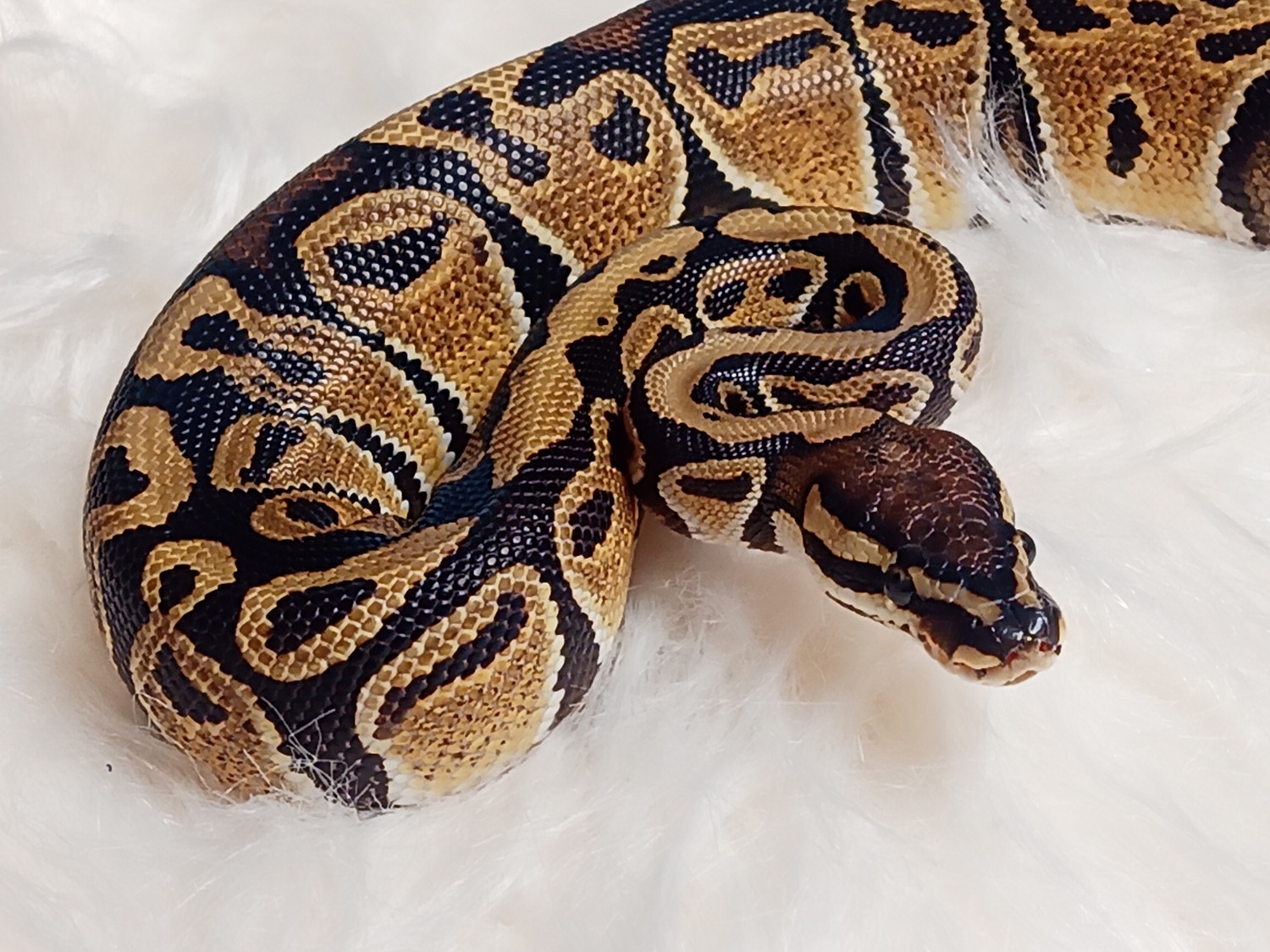 Normal Het Candy Or Het Albino Ball Python by Hall's Balls & Exotics ...