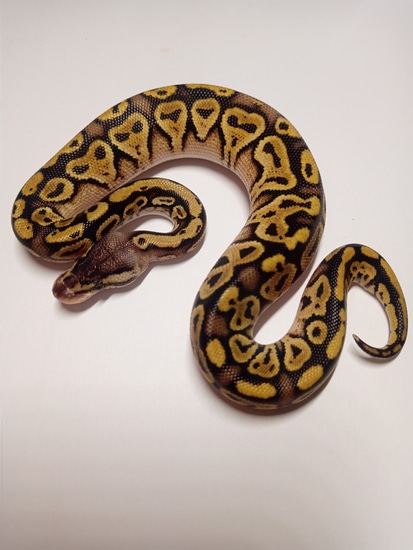 Pastel Bongo Ball Python by Hall's Balls & Exotics