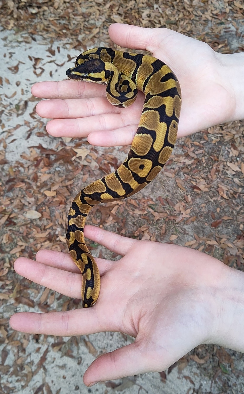 Enchi Ball Python by Hall's Balls & Exotics - MorphMarket