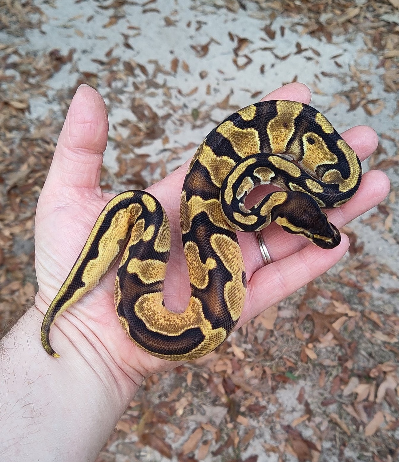Orange Dream Enchi Ball Python by Hall's Balls & Exotics - MorphMarket