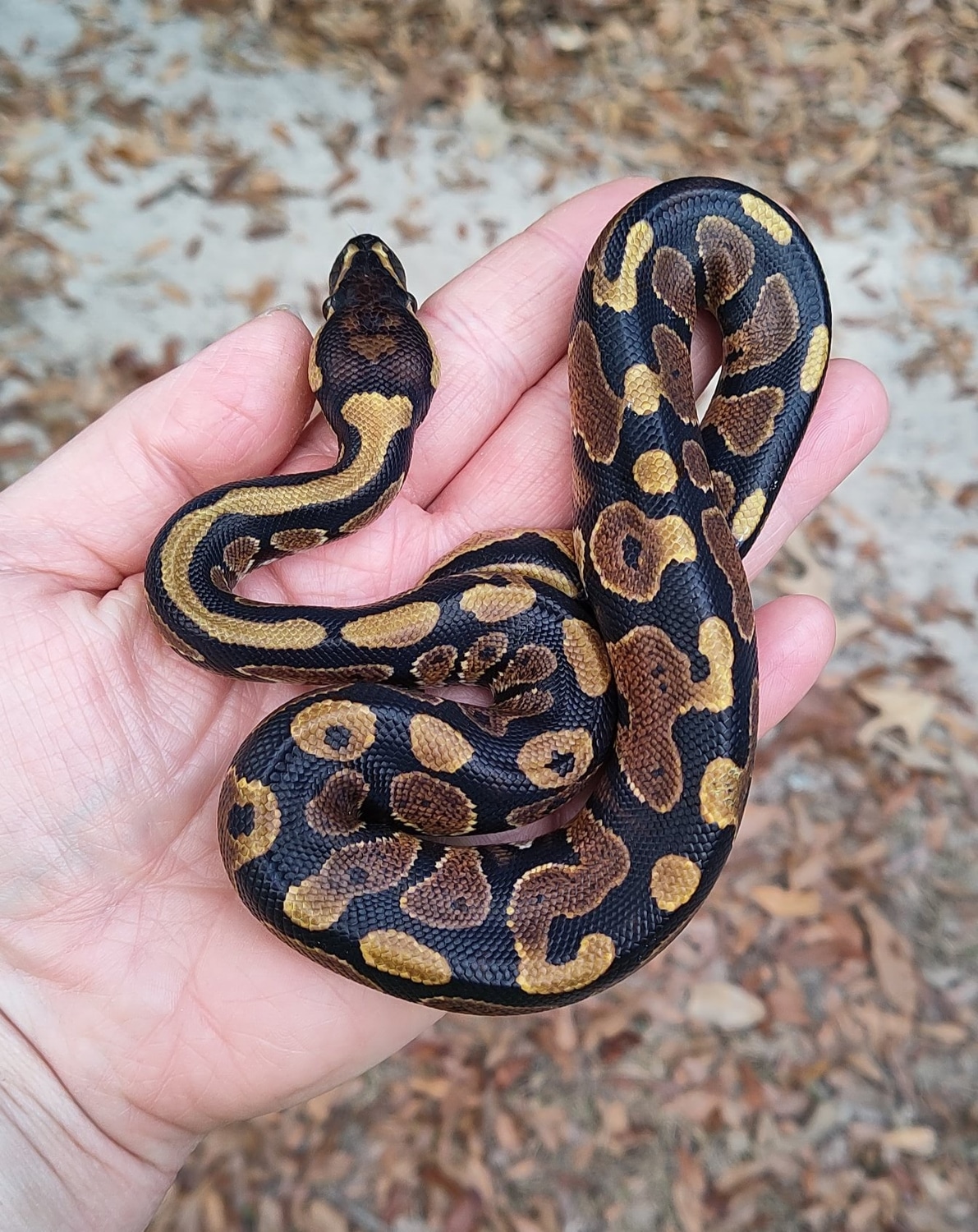 Yellow Belly Ball Python by Hall's Balls & Exotics - MorphMarket
