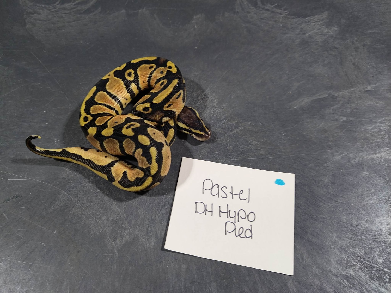 Pastel DH Hypo Pied Ball Python by Hall's Balls & Exotics - MorphMarket
