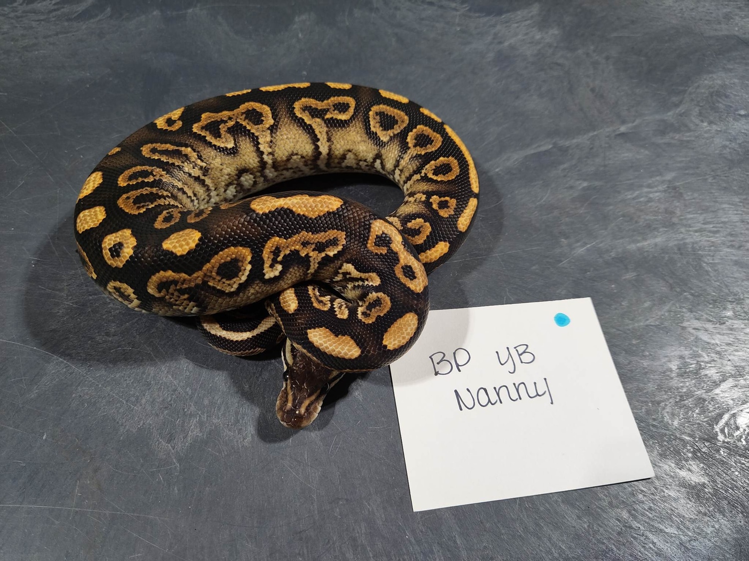 Black Pastel YB Nanny Ball Python by Hall's Balls & Exotics - MorphMarket
