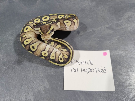 Pastave DH Hypo Pied Ball Python by Hall's Balls & Exotics