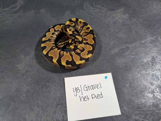Yellow Belly/Gravel Het Pied Ball Python by Hall's Balls & Exotics