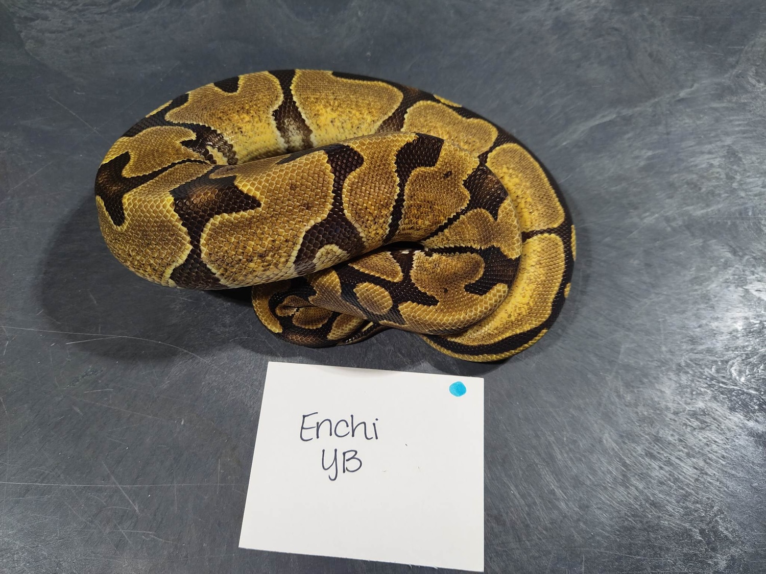 Enchi Yellow Belly Ball Python by Hall's Balls & Exotics - MorphMarket