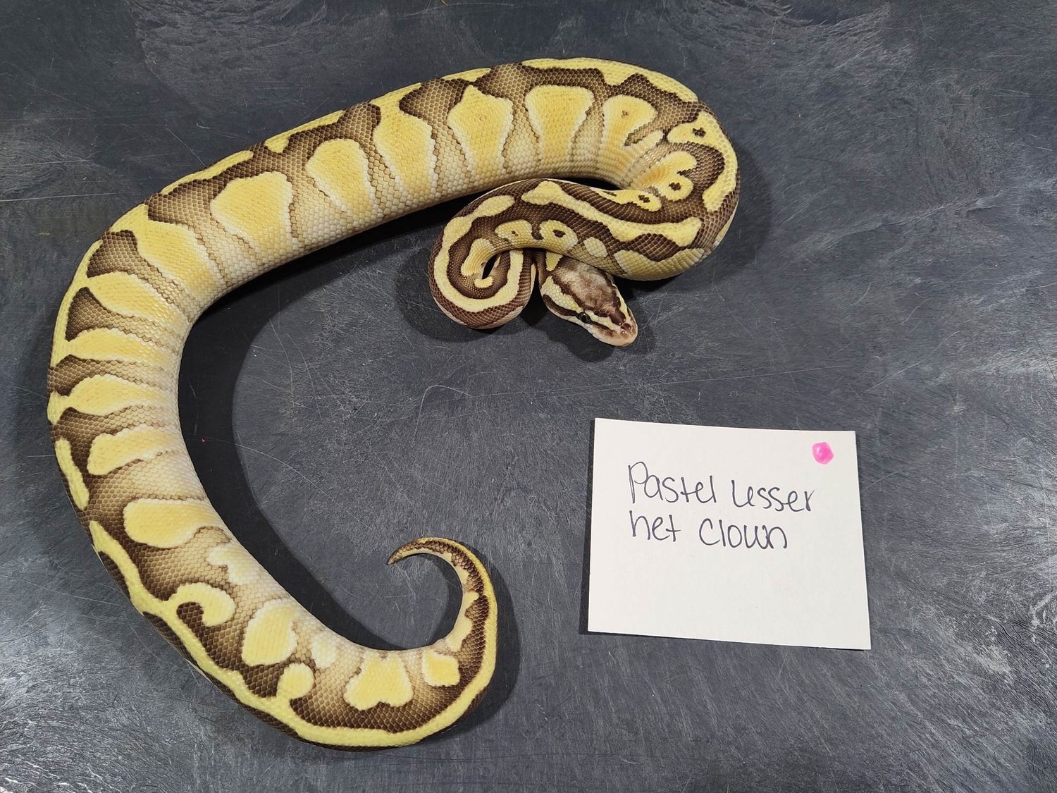 Pastel Lesser Het Clown Ball Python by Hall's Balls & Exotics - MorphMarket