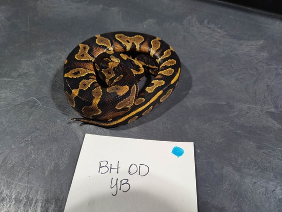 Black Head Orange Dream Yellow Belly Ball Python by Hall's Balls & Exotics