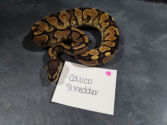 Calico Shredder Ball Python by Hall's Balls & Exotics