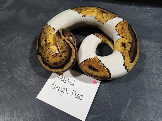 Pastel GeneX Pied Ball Python by Hall's Balls & Exotics
