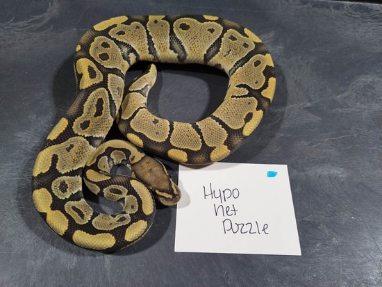 Hypo Het Puzzle Ball Python by Hall's Balls & Exotics