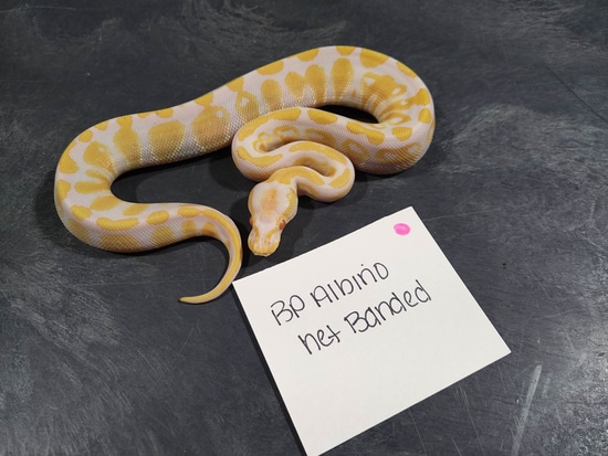 Black Pastel Albino Het Banded Ball Python by Hall's Balls & Exotics