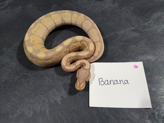 Banana Het G-Stripe Ball Python by Hall's Balls & Exotics