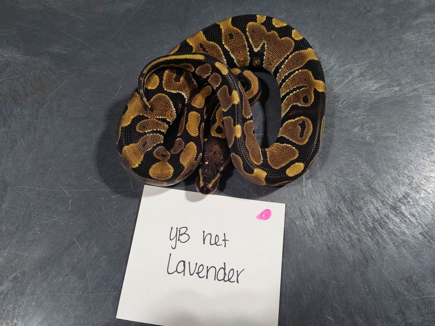 Yellow Belly Het Lavender Ball Python by Hall's Balls & Exotics ...