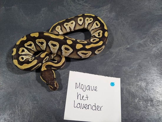 Mojave Het Lavender Ball Python by Hall's Balls & Exotics