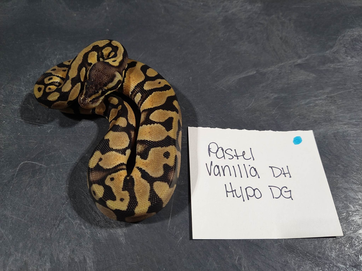 Pastel Vanilla DH Hypo Desert Ghost Ball Python by Hall's Balls & Exotics - MorphMarket