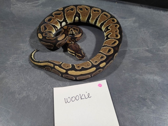 Wookie Ball Python by Hall's Balls & Exotics