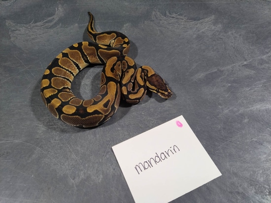 NR Mandarin Ball Python by Hall's Balls & Exotics