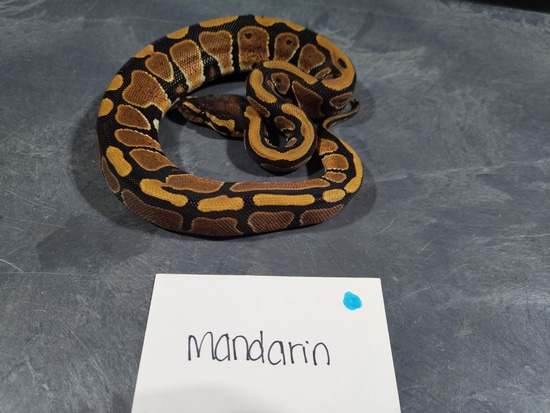 NR Mandarin Ball Python by Hall's Balls & Exotics